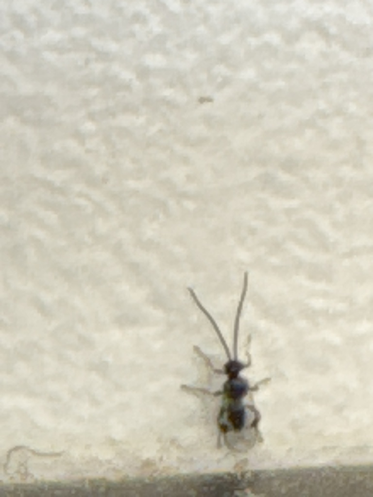 Cabbage White Parasitoid Wasp from The Village of Indian Hill, OH, US ...