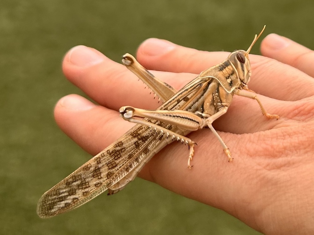 Desert Locust from Al Safa St, Jeddah, Mecca, SA on December 20, 2024 ...