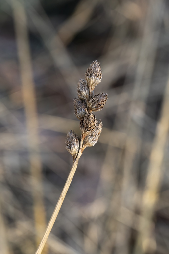 clustered sedge in December 2024 by Mark. achenes biconvex; spikes ...