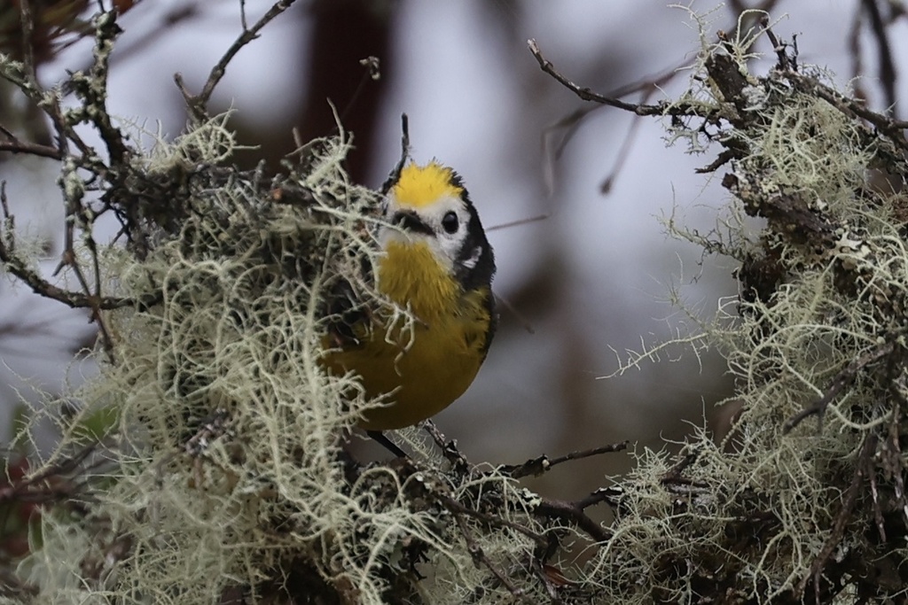 Golden-fronted Redstart from Chingaza National Natural Park, Fomeque ...