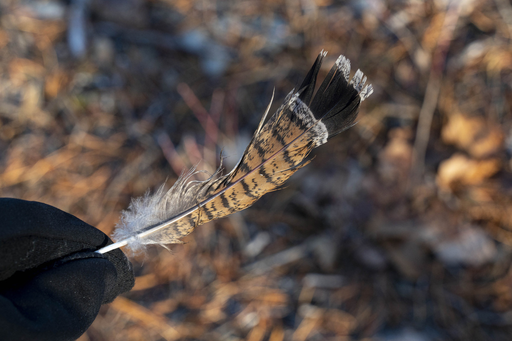 Ruffed Grouse from Kerhonkson, NY, US on December 14, 2024 at 03:17 PM ...