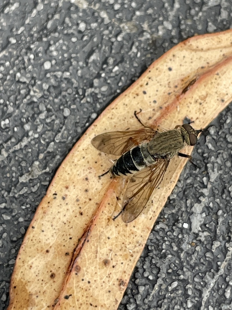 Anabarhynchus from Lawson Ave, Frankston South, VIC, AU on December 21 ...
