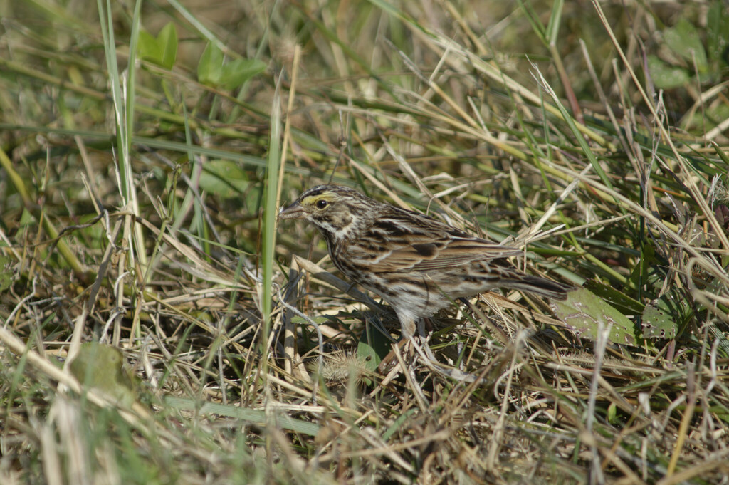 Savannah Sparrow from Cameron Parish, LA, USA on December 17, 2024 at ...