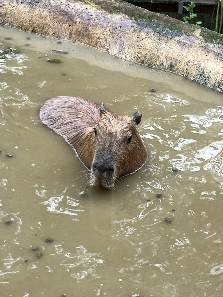 Capybara from Cebu Safari & Adventure Park, Carmen, Cebu, PH on ...