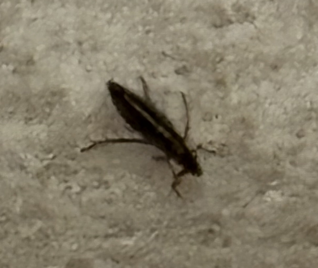 Fleas from South Rockwood, MI, USA on December 20, 2024 at 09:31 PM by ...