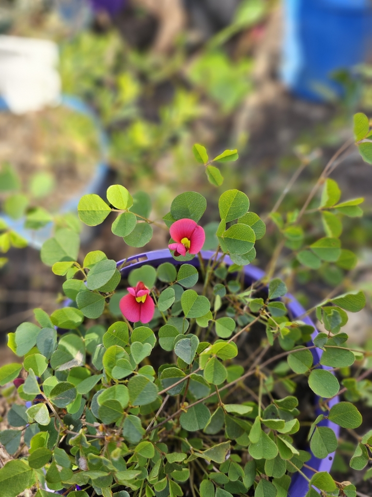 Running Postman from Halls Head WA 6210, Australia on September 7, 2024 ...