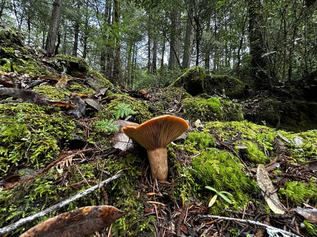 Red-bleeding Milk Cap from Humboldt Redwoods State Park, Miranda, CA ...