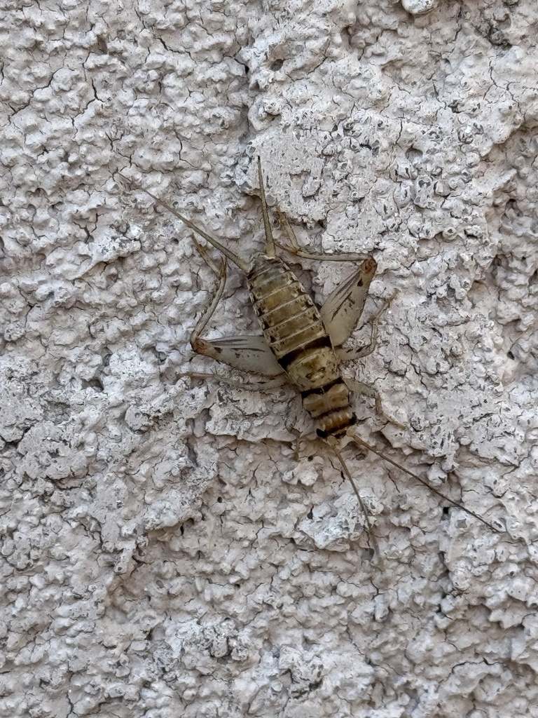 Tropical House Cricket from First Ave, San Diego, CA, US on December 19 ...