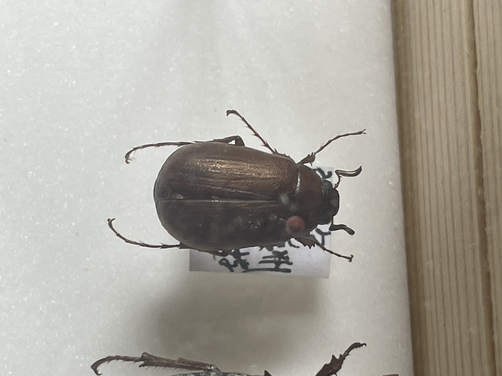 Hilyotrogus from 浙江省永嘉中学, 温州市, 浙江省, CN on May 18, 2020 at 01:06 PM by ...