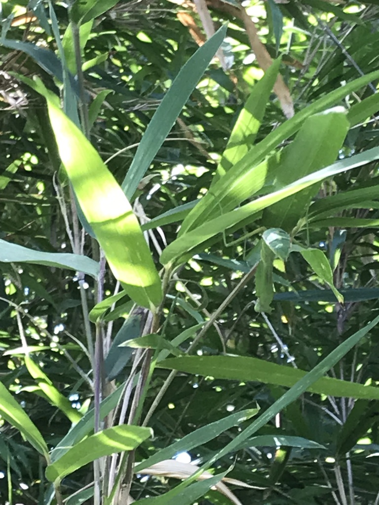 Hierodula chinensis in August 2021 by ヤブギリス · iNaturalist