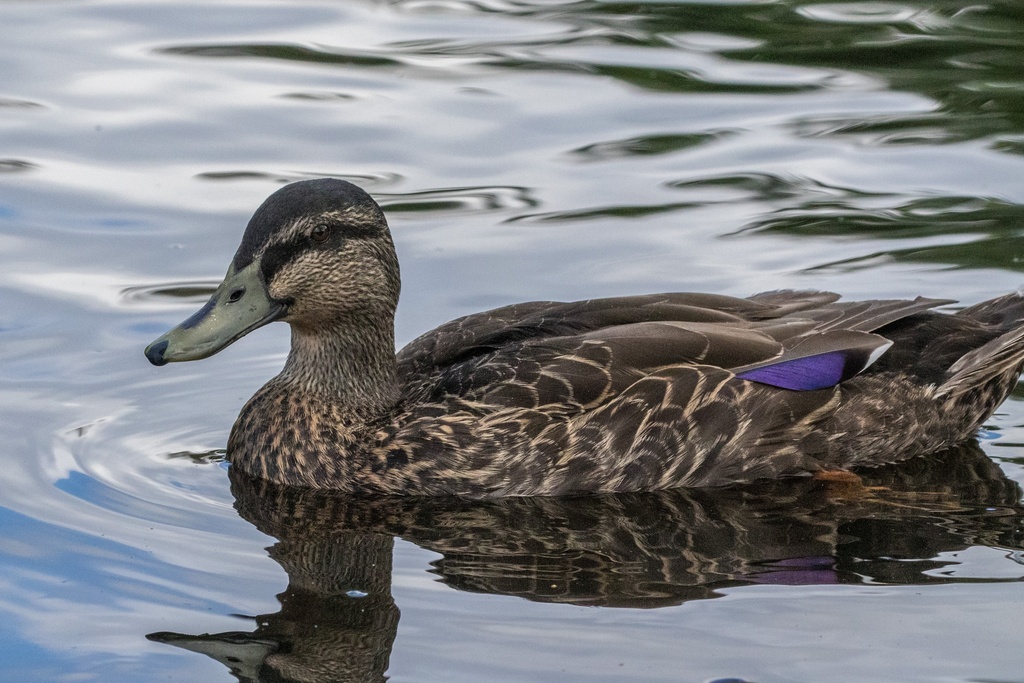 Pacific Black Duck × Mallard from The Gardens, Auckland, New Zealand on ...