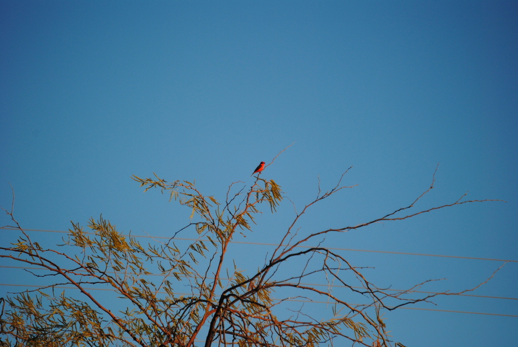 Vermilion Flycatcher from Wiest Lake, California 92227, USA on December ...