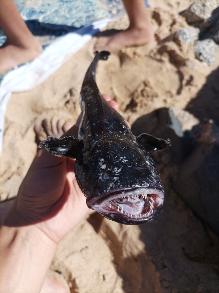 Banded Toadfish from Viña del Mar, Valparaíso, Chile on December 20 ...