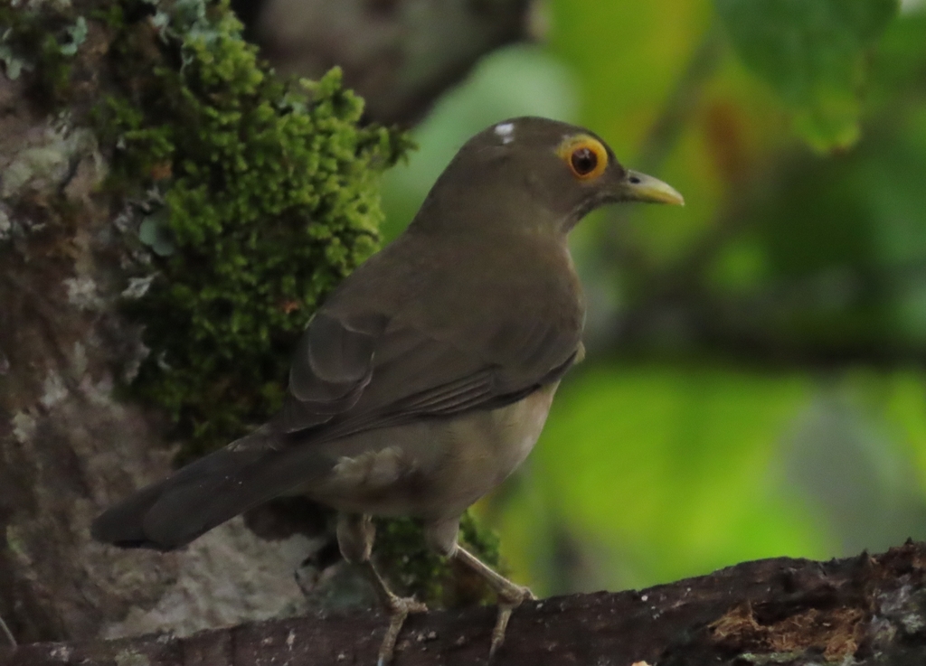 Spectacled Thrush from La Venecia, Lebrija, Santander, Colombia on ...