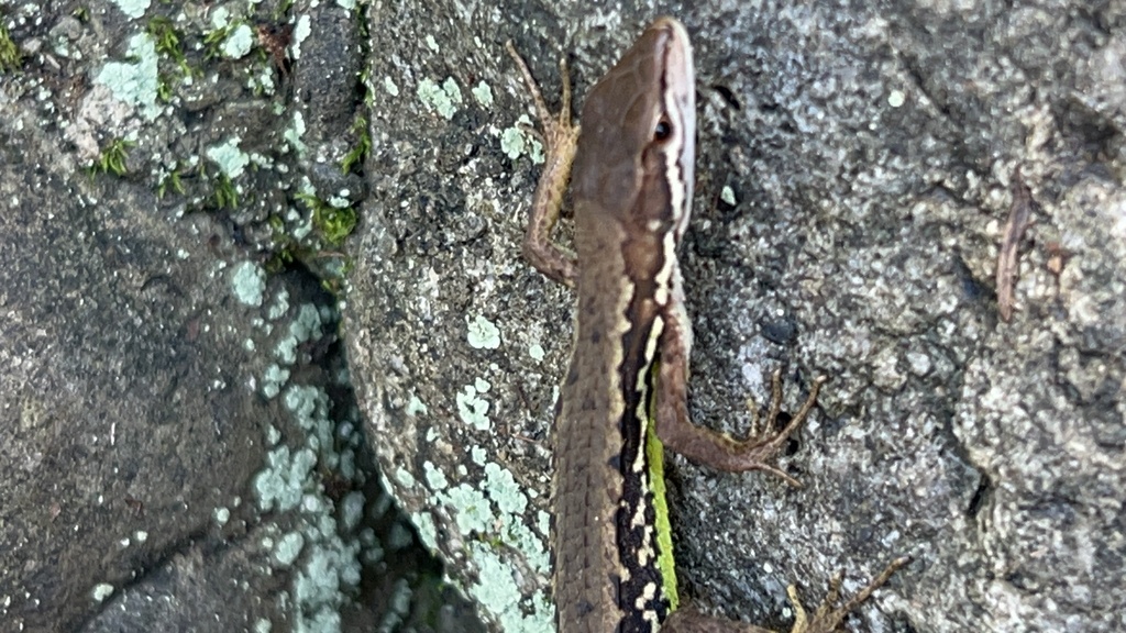 Japanese Grass Lizard from Honshu, Tanabe, Wakayama, JP on July 18 ...