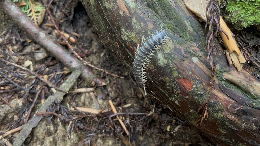 Train Millipedes from Honshu, Tanabe, Wakayama, JP on July 20, 2023 at ...