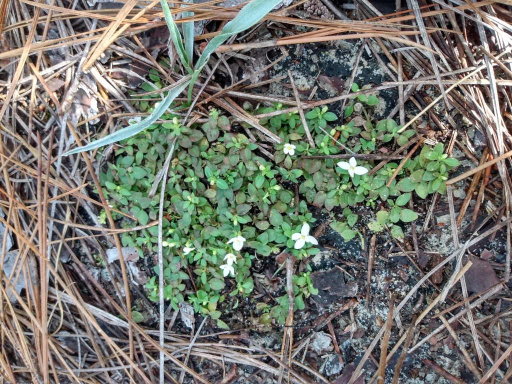 roundleaf bluet from Salt Springs, FL 32134, USA on January 22, 2023 at ...
