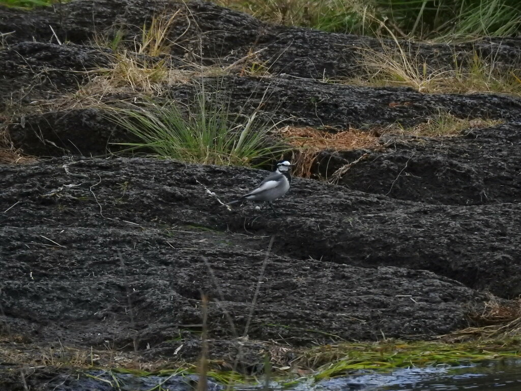 Black-backed Wagtail from Funatsu, Fujikawaguchiko, Minamitsuru District, Yamanashi 401-0301日本 ...