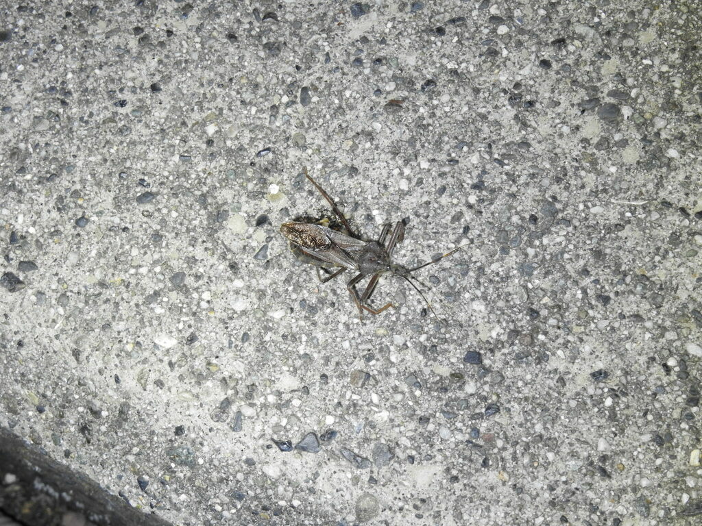 Isyndus obscurus from Kawaguchi, Fujikawaguchiko, Minamitsuru District, Yamanashi 401-0304日本 on ...