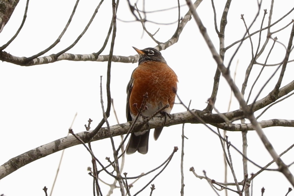 American Robin from Mildred J Ct, Brighton, MI, US on December 21, 2024 ...