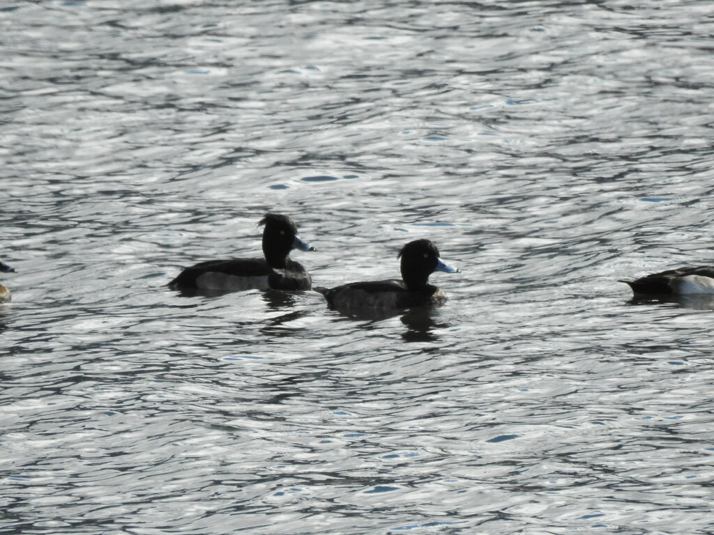 Tufted Duck from Oishi, Fujikawaguchiko, Minamitsuru District, Yamanashi 401-0305日本 on November ...