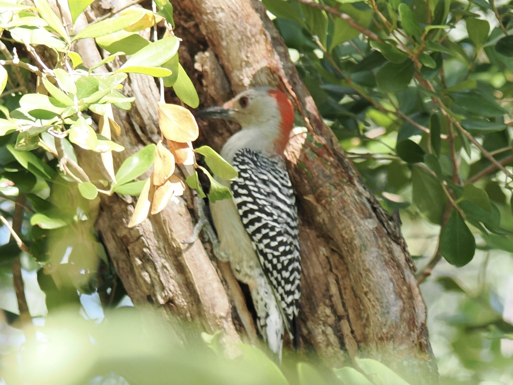 Red-bellied Woodpecker from Key Largo, Key Largo, FL, US on December 21 ...