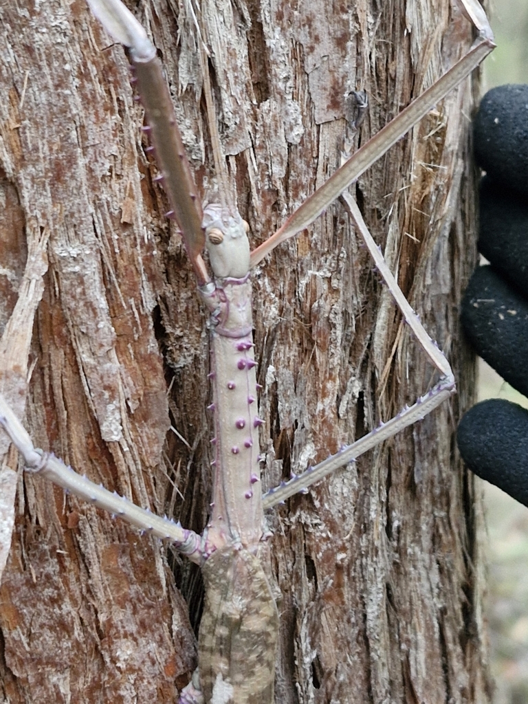 Stick Insects from Black Hill NSW 2322, Australia on December 18, 2024 ...