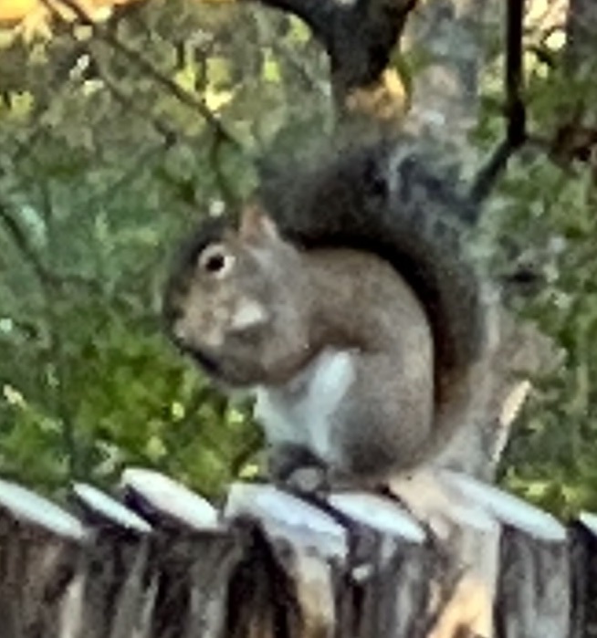 Eastern Gray Squirrel from Veterans Park and Athletic Complex, College ...