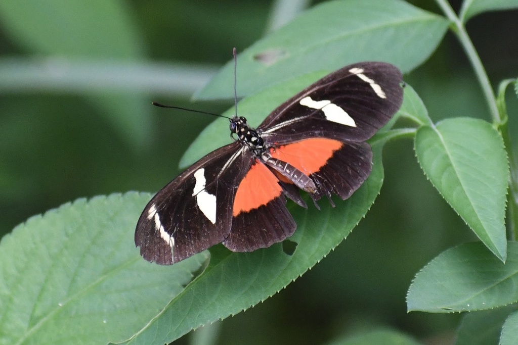 Heliconius ricini insulanus from Trinidad, Trinidad and Tobago, TT on ...