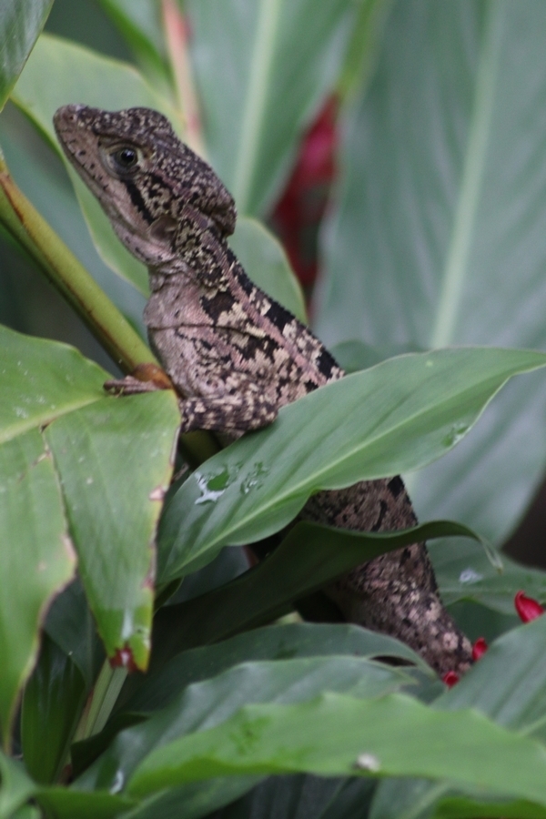 Brown Basilisk from Golden Stream, Belize on December 18, 2024 at 04:10 ...
