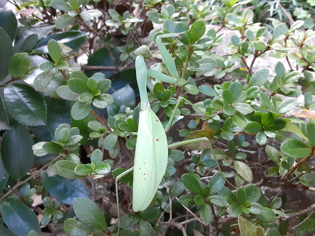 Hierodula chinensis from 日本、〒257-0015 神奈川県秦野市平沢1221−8 on October 13 ...