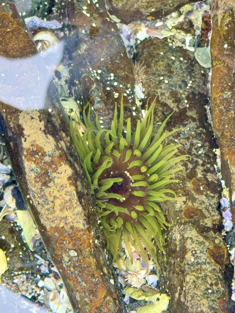 Green snakelock anemone from Harrington Cr, Bawley Point, NSW, AU on ...