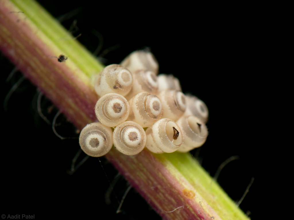 Telenominae from Dharampur, Gujarat, India on December 21, 2024 at 12: ...