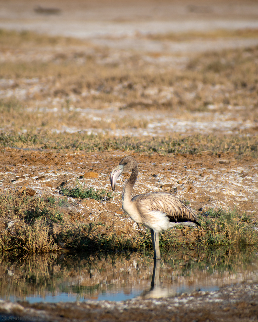 Large Flamingos from Kachchh, Gujarat, India on December 8, 2024 at 04: ...