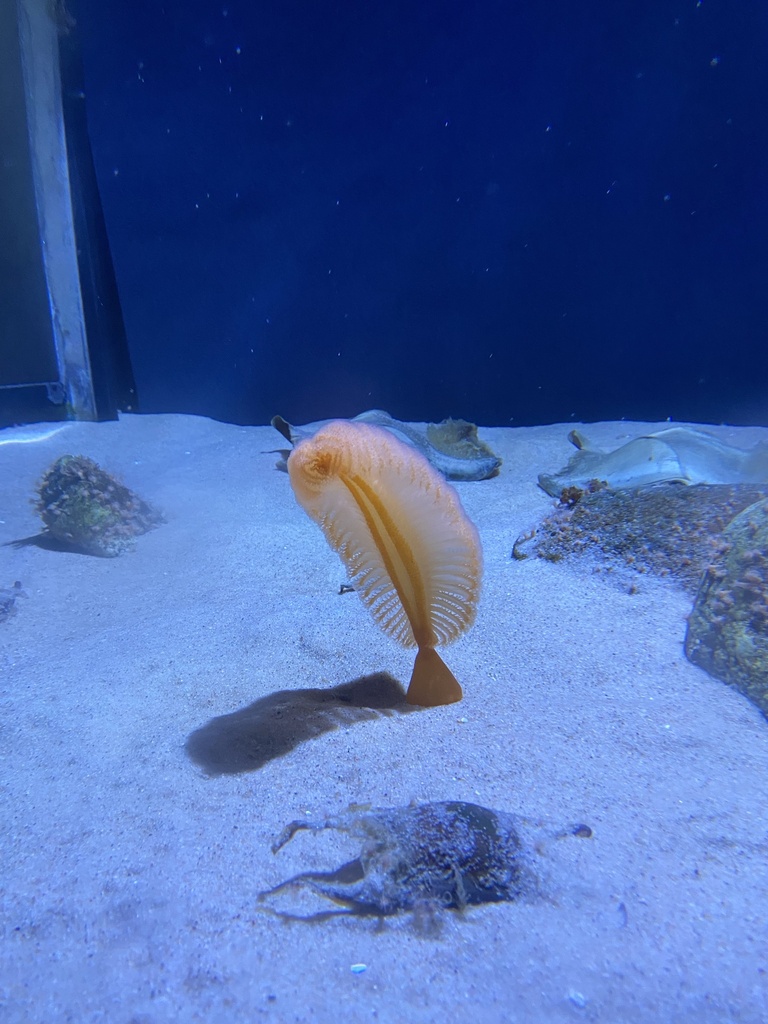 Ptilosarcus from Acuario de la bahía de Monterey, Pacific Grove, CA, US ...