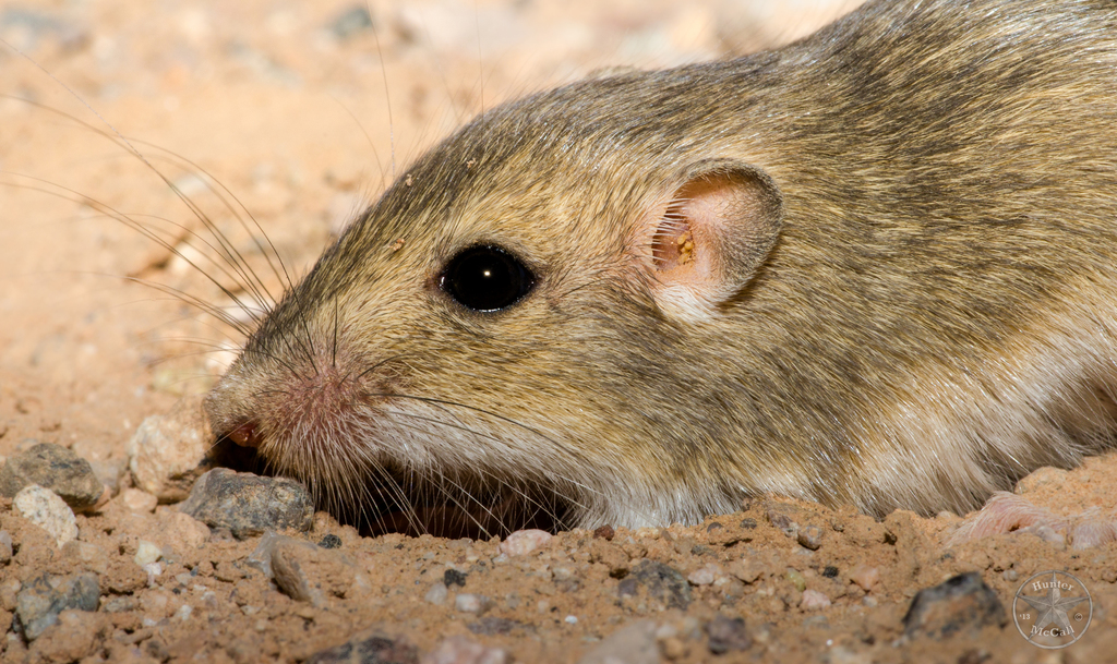 Arizona Pocket Mouse (Perognathus amplus) - Know Your Mammals