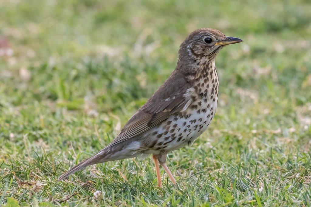 Western European Song Thrush from The Gardens, Auckland, New Zealand on ...