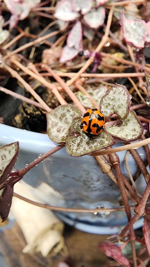 Small Transverse Ladybird Beetle by Natarsha Martin · iNaturalist