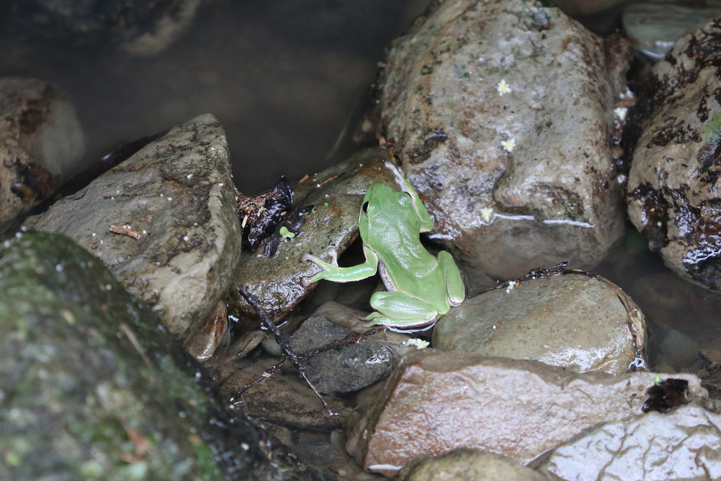 Schlegel's Green Tree Frog from 日本、神奈川県横浜市栄区 on December 3, 2018 at 03: ...