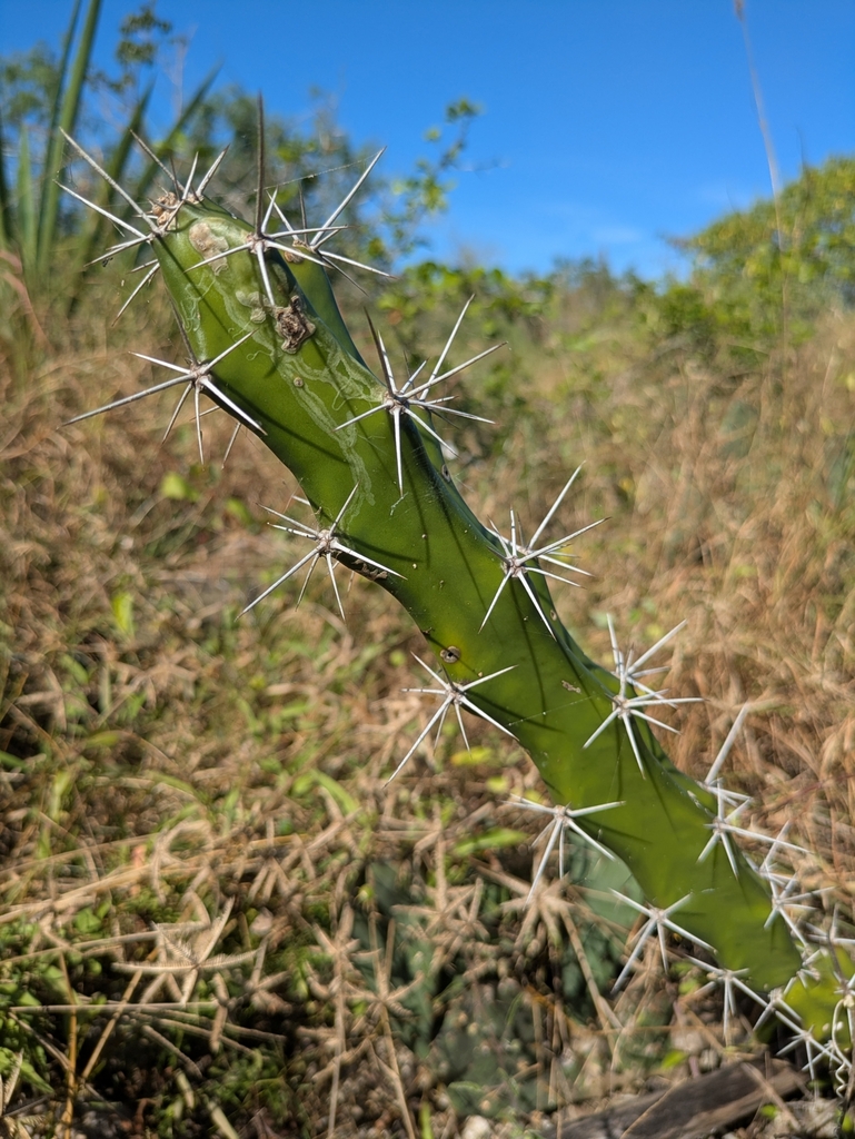 Triangle cactus from 97724 Yucatan, Mexico on December 19, 2024 at 10: ...
