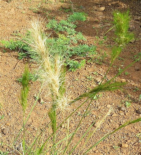 Cat's-Tail Three-Awned Grass (Mbuluzi Grasses) · iNaturalist