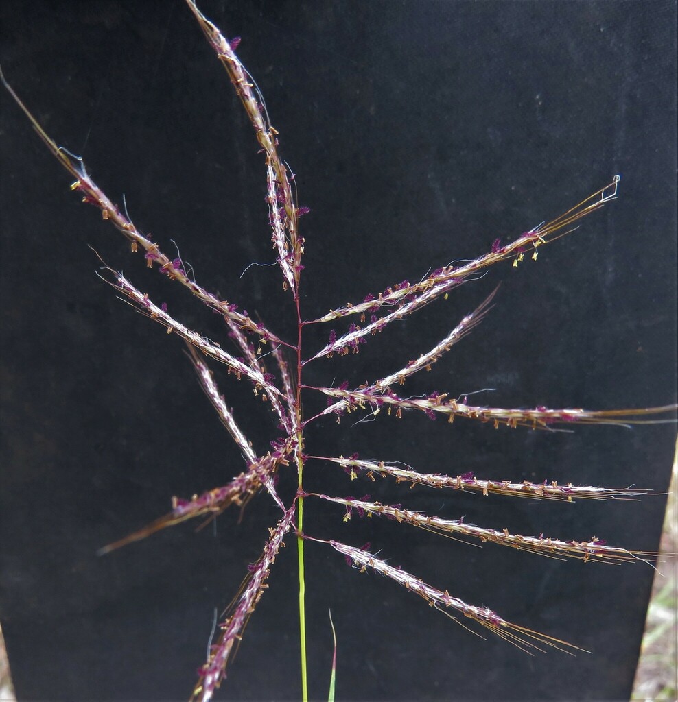 Pinhole Grass (Mbuluzi Grasses) · iNaturalist