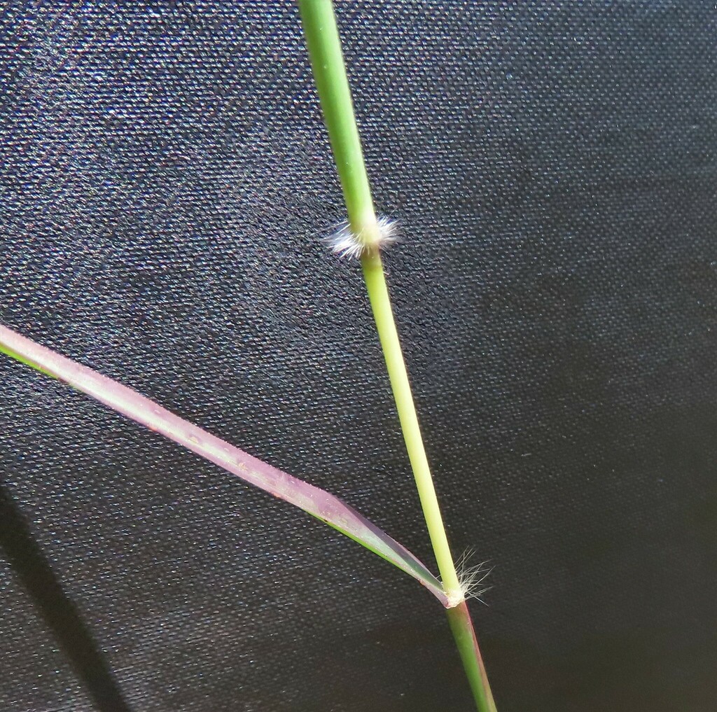 Pinhole Grass (Mbuluzi Grasses) · iNaturalist
