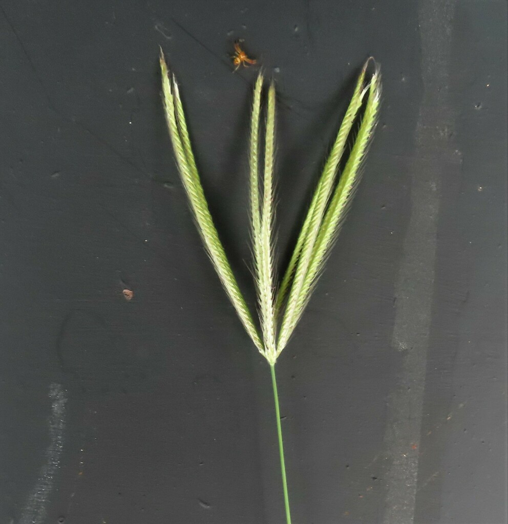 Feather finger grass (Mbuluzi Grasses) · iNaturalist