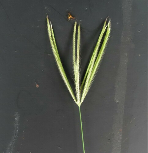 Feather finger grass (Mbuluzi Grasses) · iNaturalist