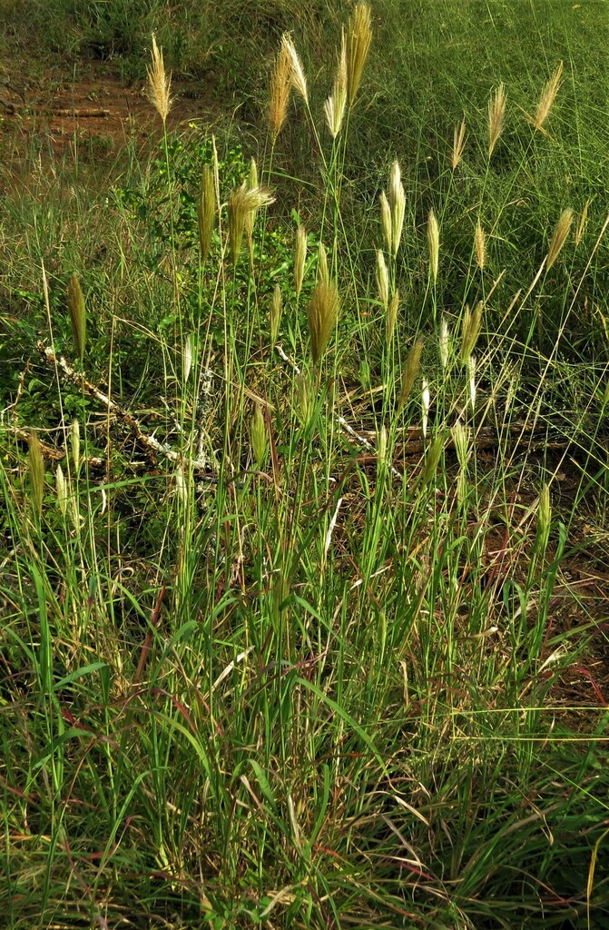 Feather finger grass (Mbuluzi Grasses) · iNaturalist