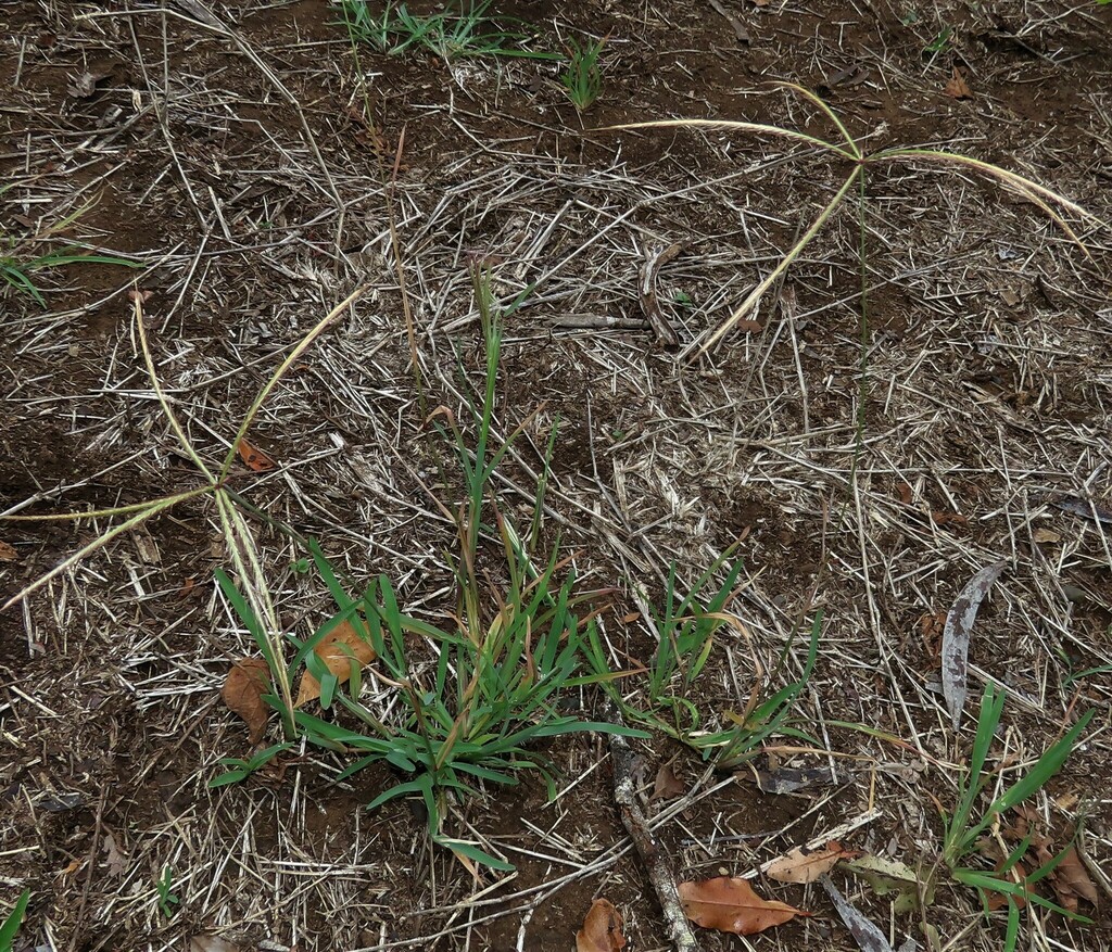 Spider Web Chloris (Mbuluzi Grasses) · iNaturalist