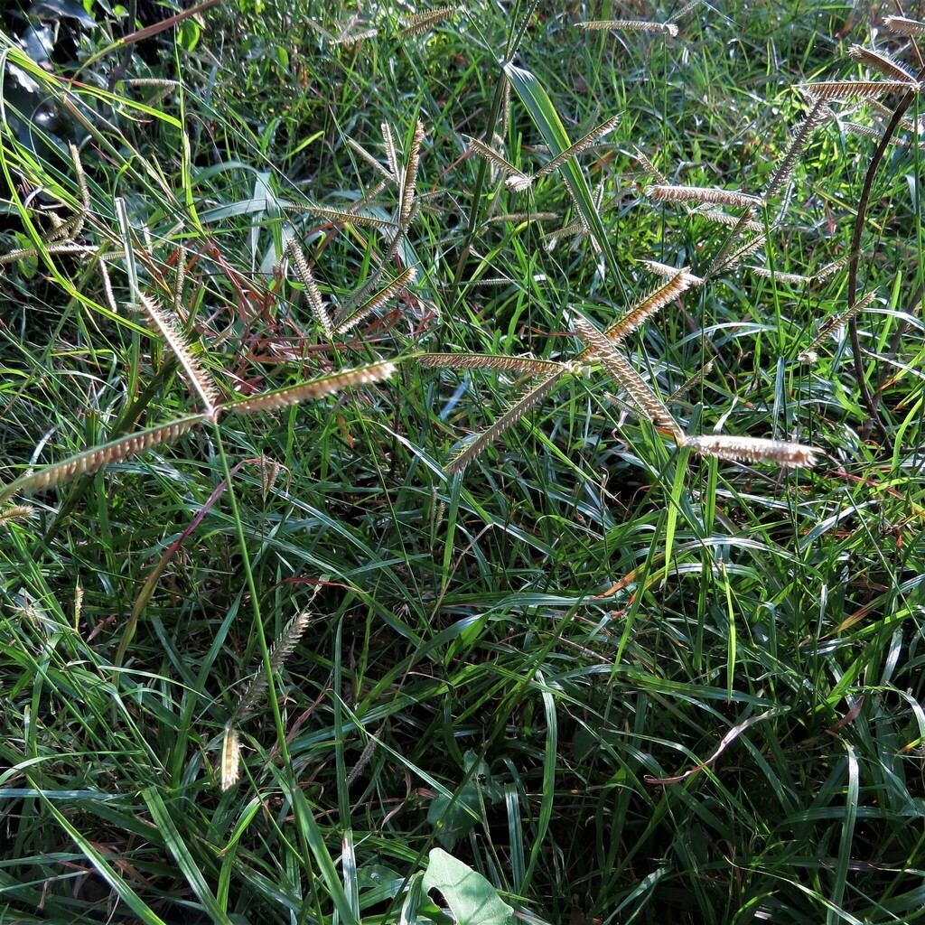 Durban grass (Mbuluzi Grasses) · iNaturalist
