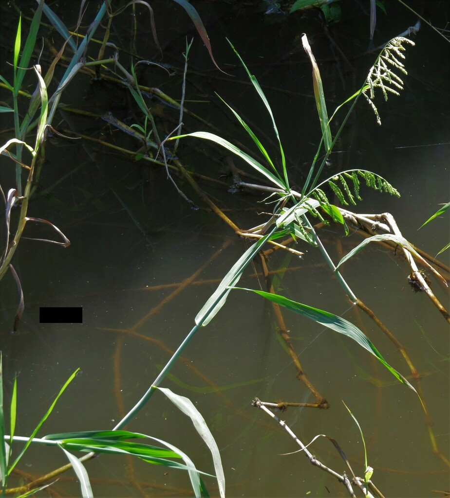 Antelope Grass (Mbuluzi Grasses) · iNaturalist