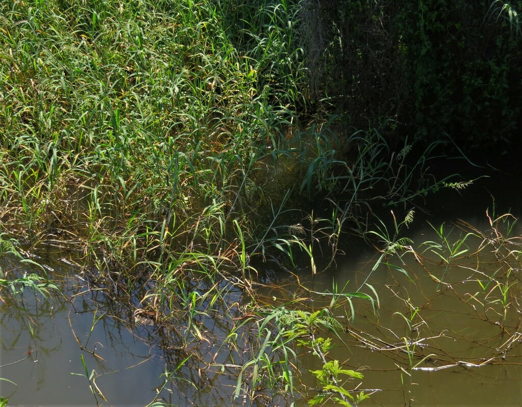 Antelope Grass (Mbuluzi Grasses) · iNaturalist